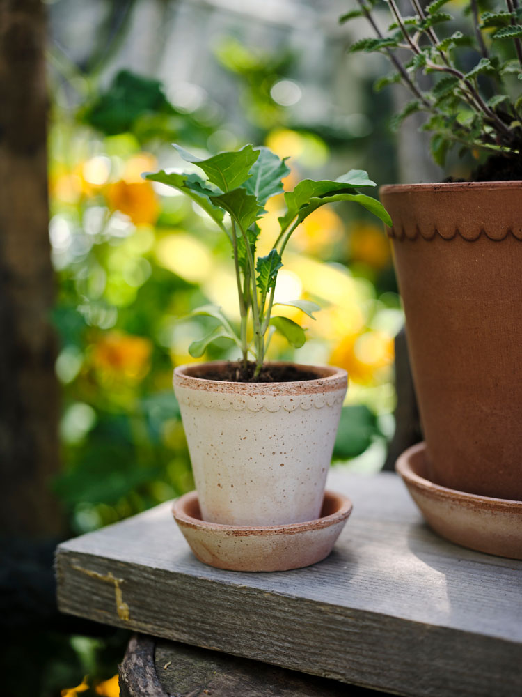 Helena Plant Pot – Soft Scalloped Elegance | Bergs Potter